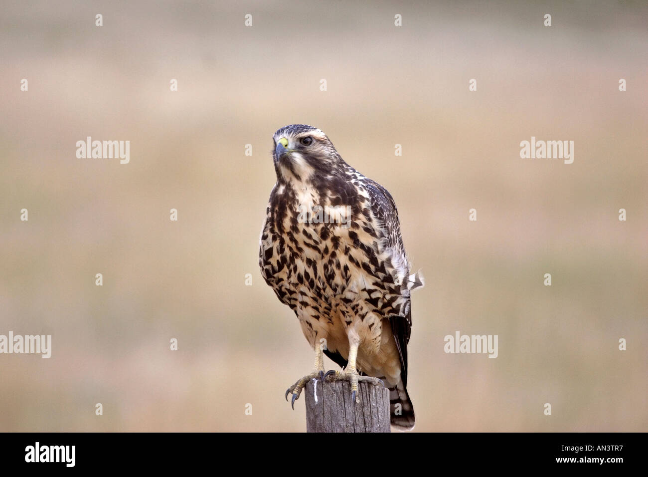 Juvenile Red-tailed Hawk on a fence post Stock Photo - Alamy