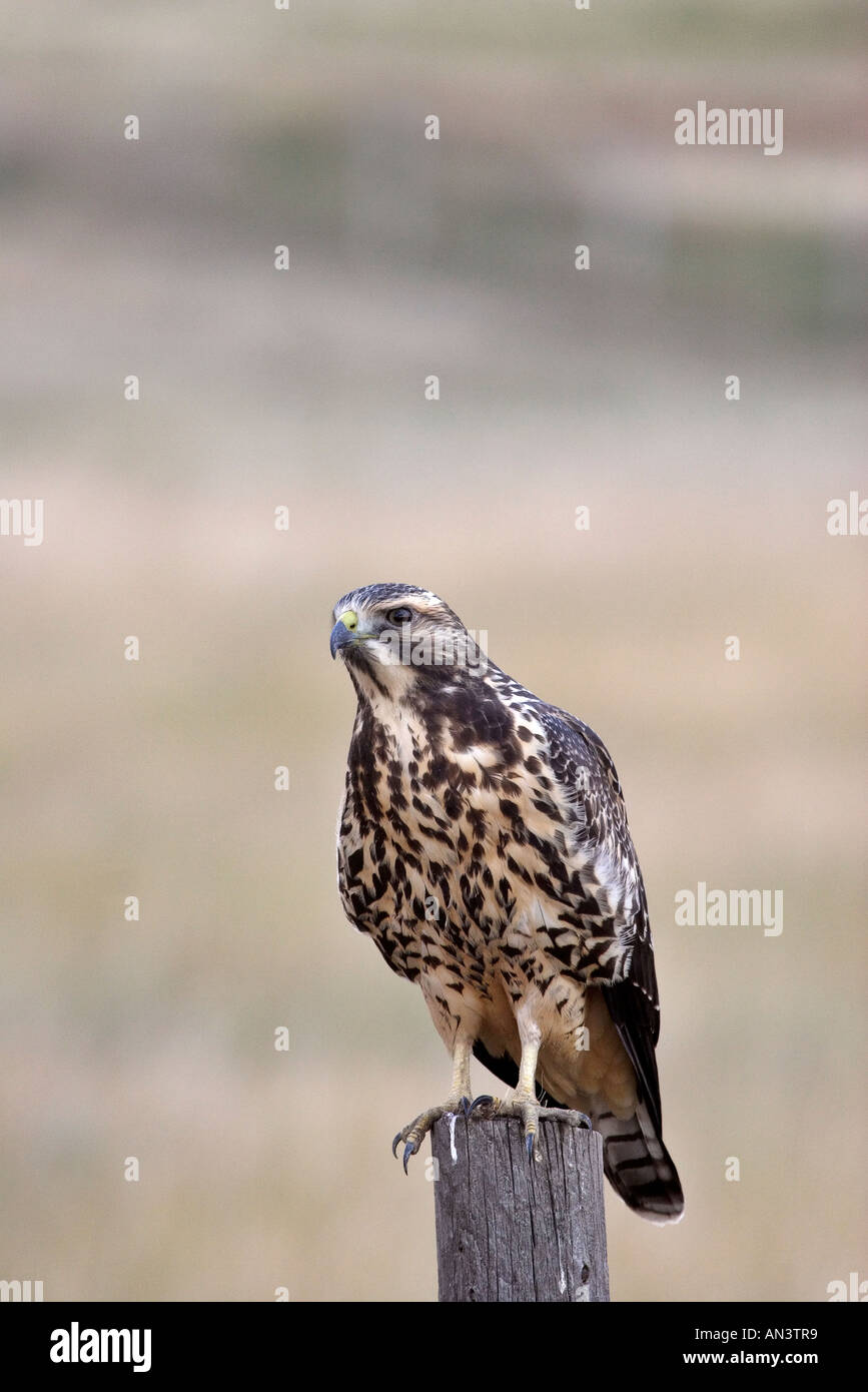 Red tailed hawk on fence post hi-res stock photography and images - Alamy