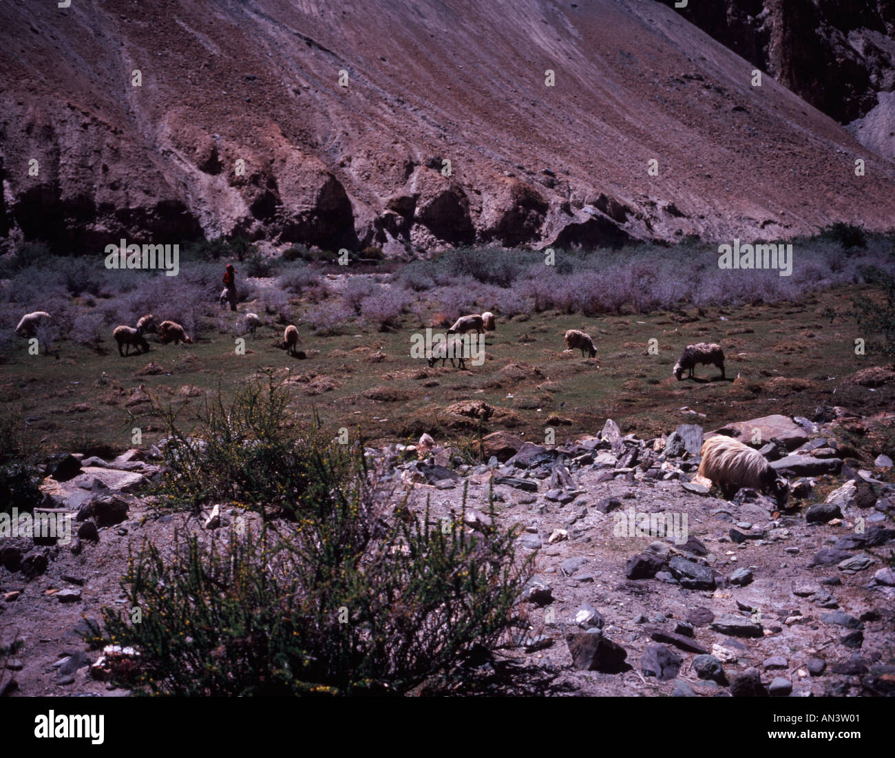 Blue "Bharal" Sheep on Markha Valley Trek Ladakh India Stock Photo - Alamy