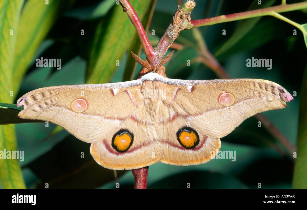 Australian male emperor gum moth Stock Photo - Alamy