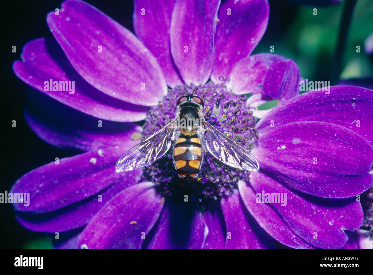 Common Australian hover fly on purple daisy flower Stock Photo - Alamy