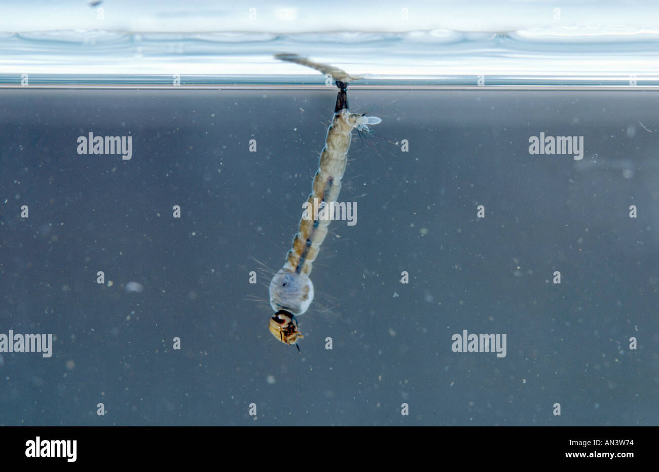 Mosquito wriggler underwater Stock Photo - Alamy