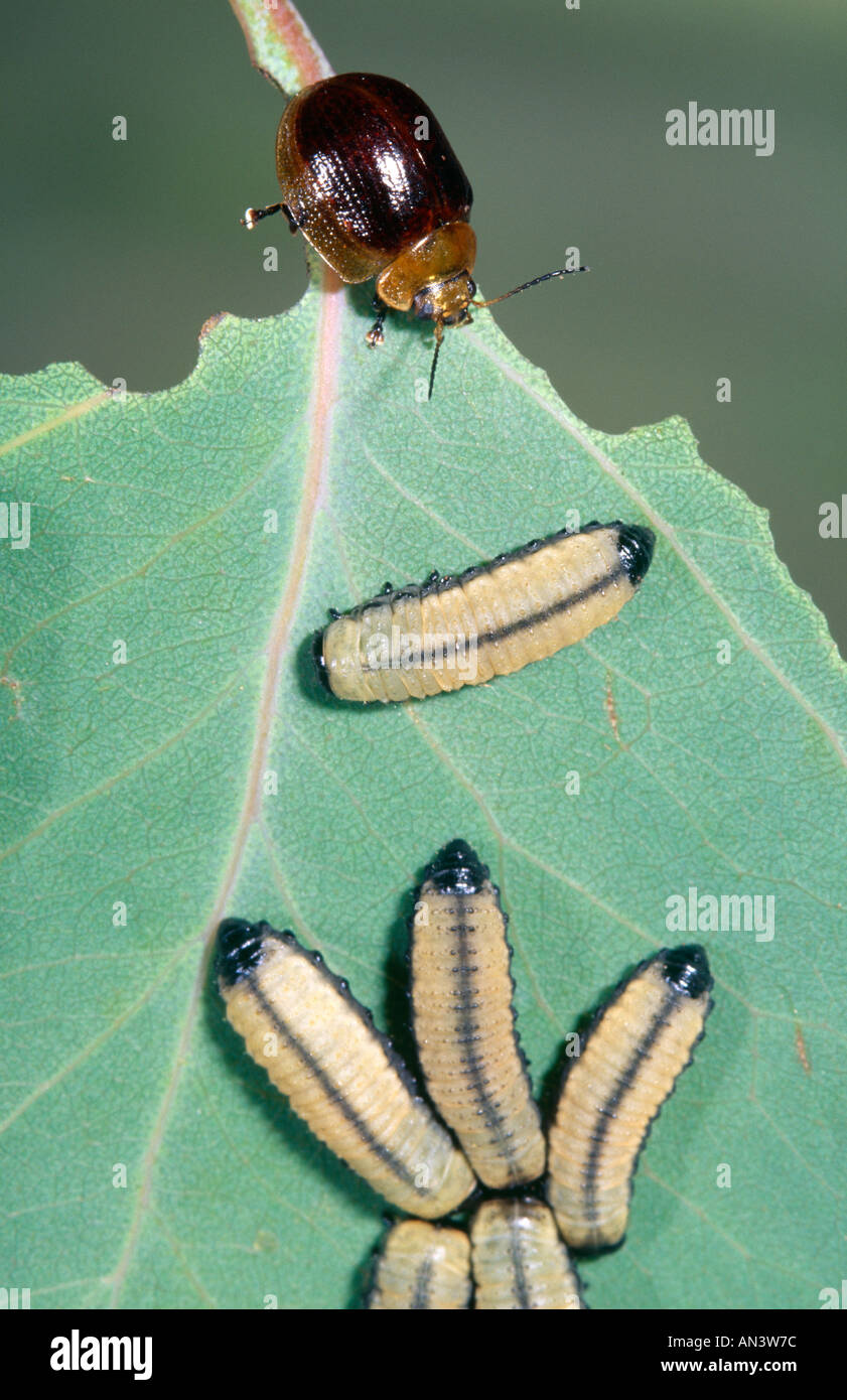 eucalyptus leaf eating grubs and beetle Stock Photo - Alamy