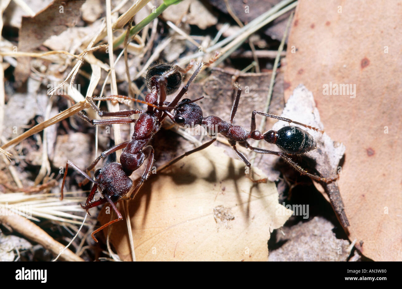 Australian bullant carrying a dead ant Stock Photo - Alamy