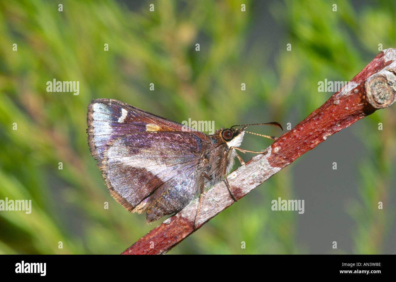 Australian skipper butterfly Stock Photo - Alamy