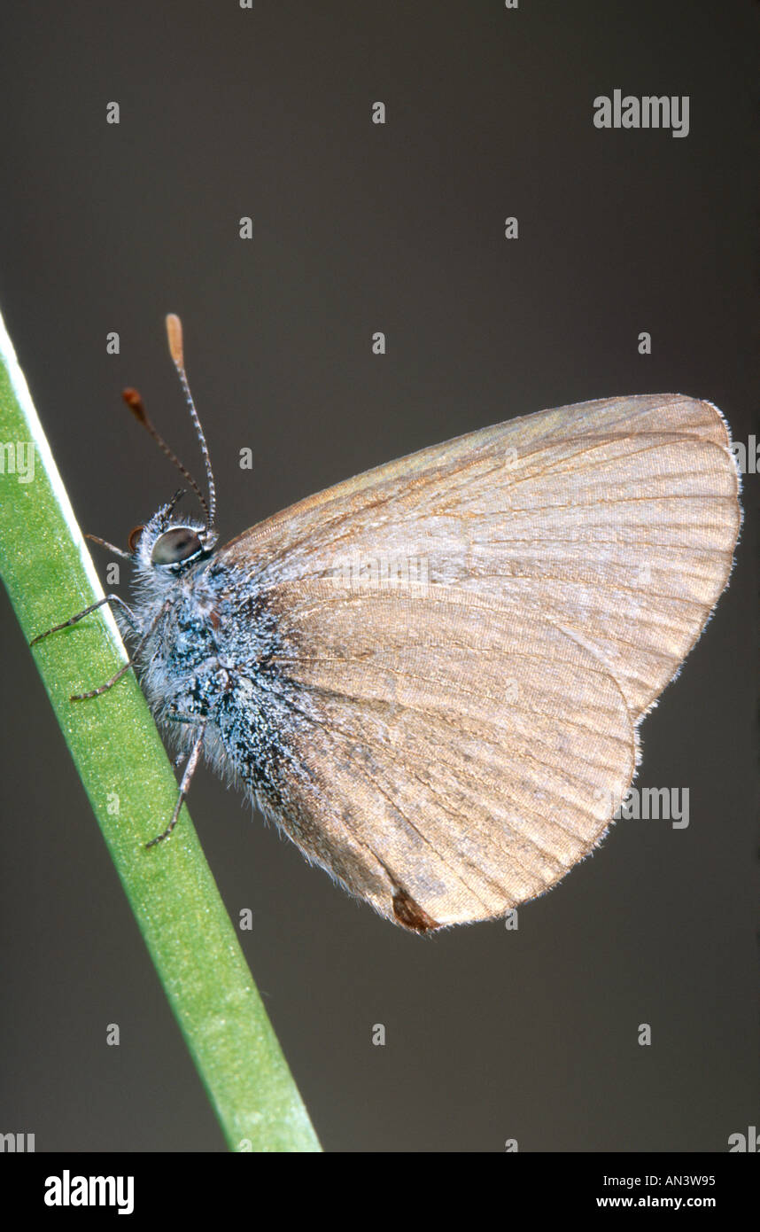 Australian Grass blue butterfly Stock Photo - Alamy