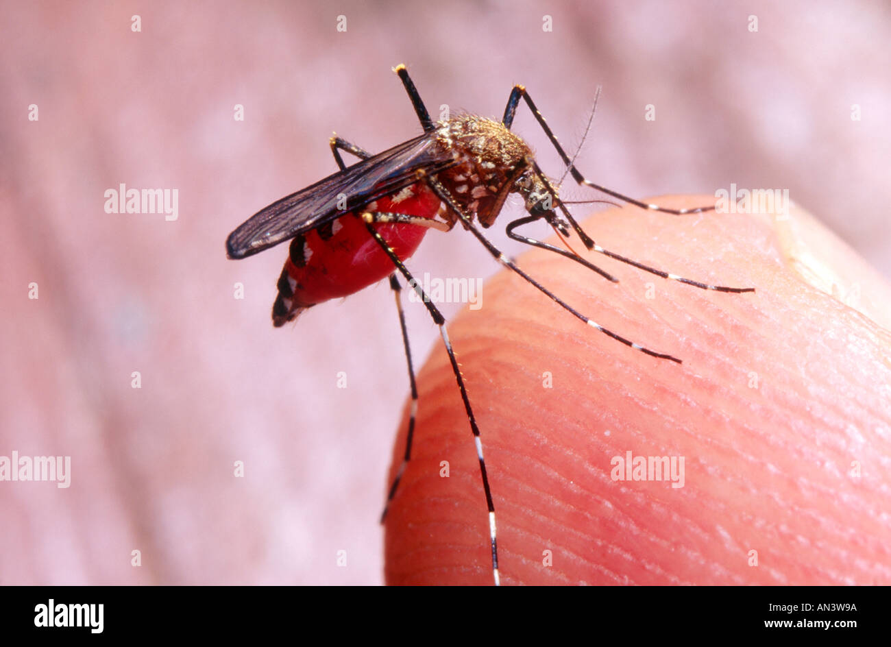 Mosquito drinking blood Stock Photo - Alamy