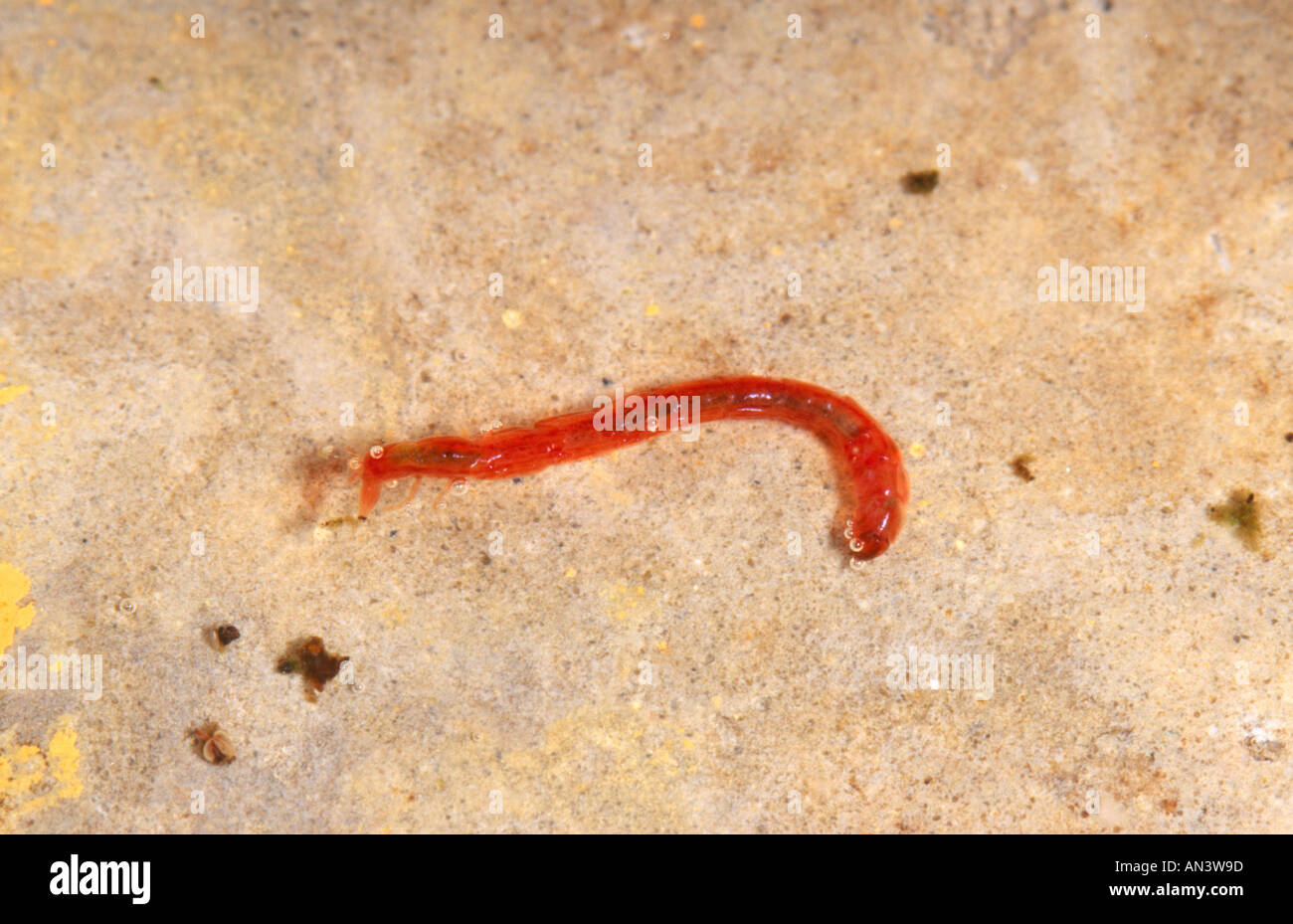 A bloodworm larva of an Australian non biting midge Stock Photo - Alamy