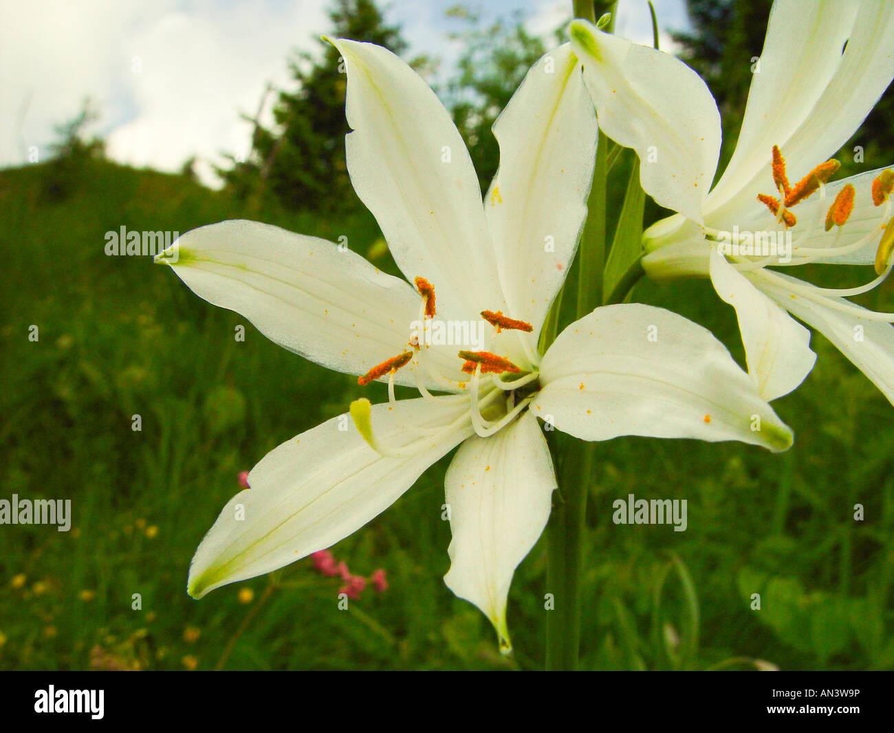 Paradisea liliastrum hi-res stock photography and images - Alamy