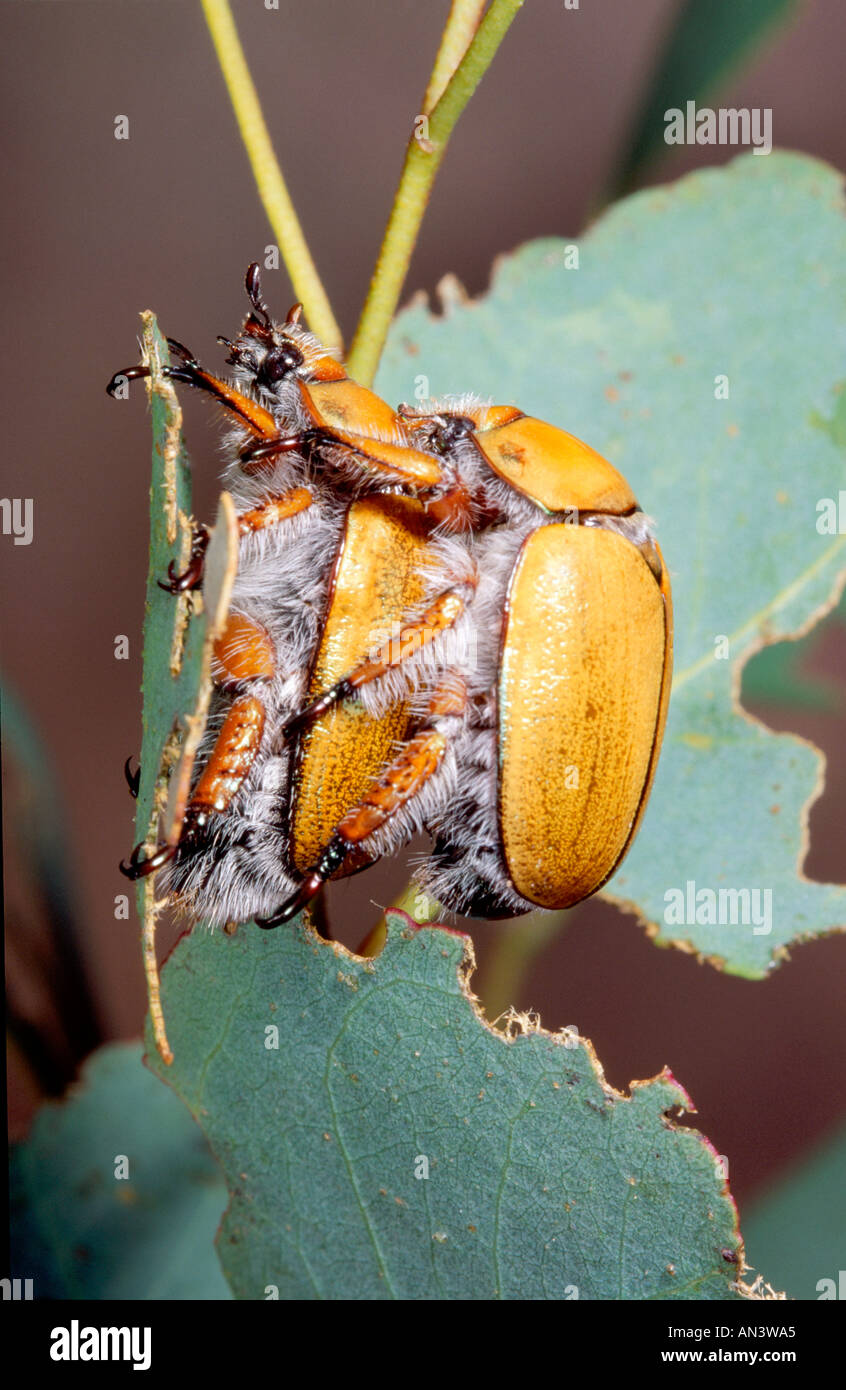 Australian beetles hi-res stock photography and images - Alamy