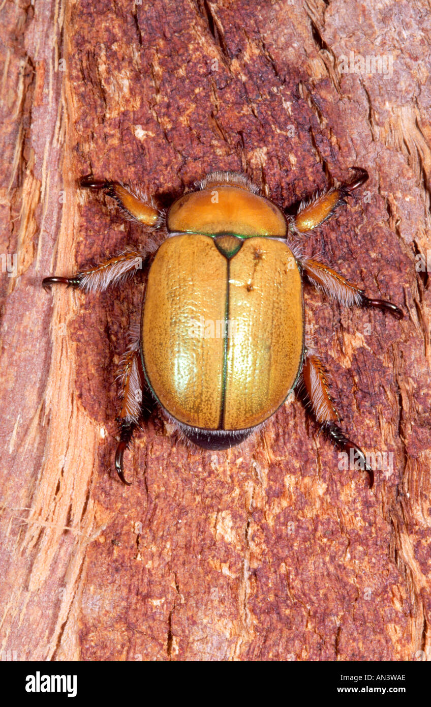 Christmas beetle on gum tree bark Stock Photo - Alamy