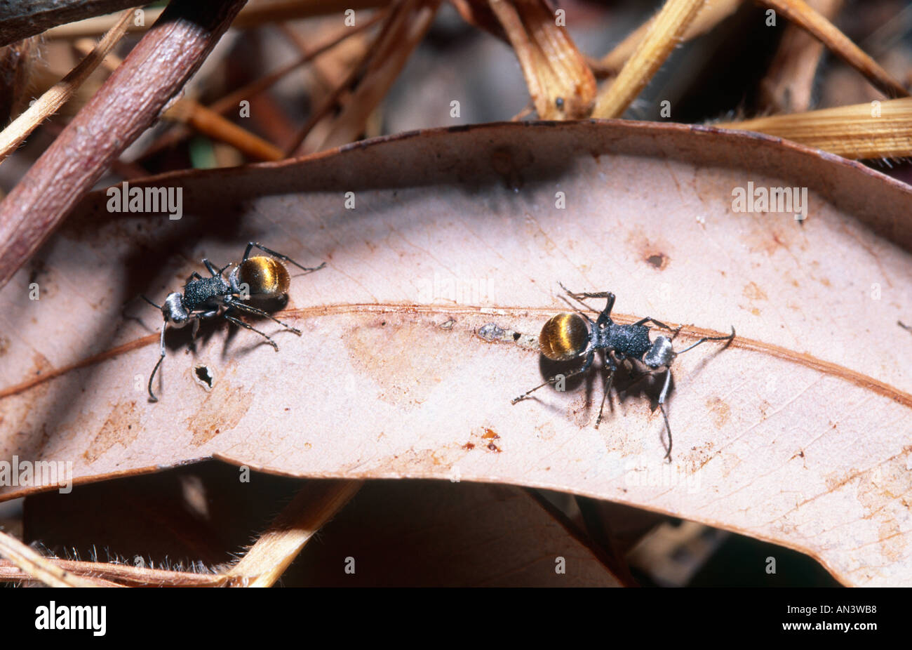 Spiny ants hi-res stock photography and images - Alamy