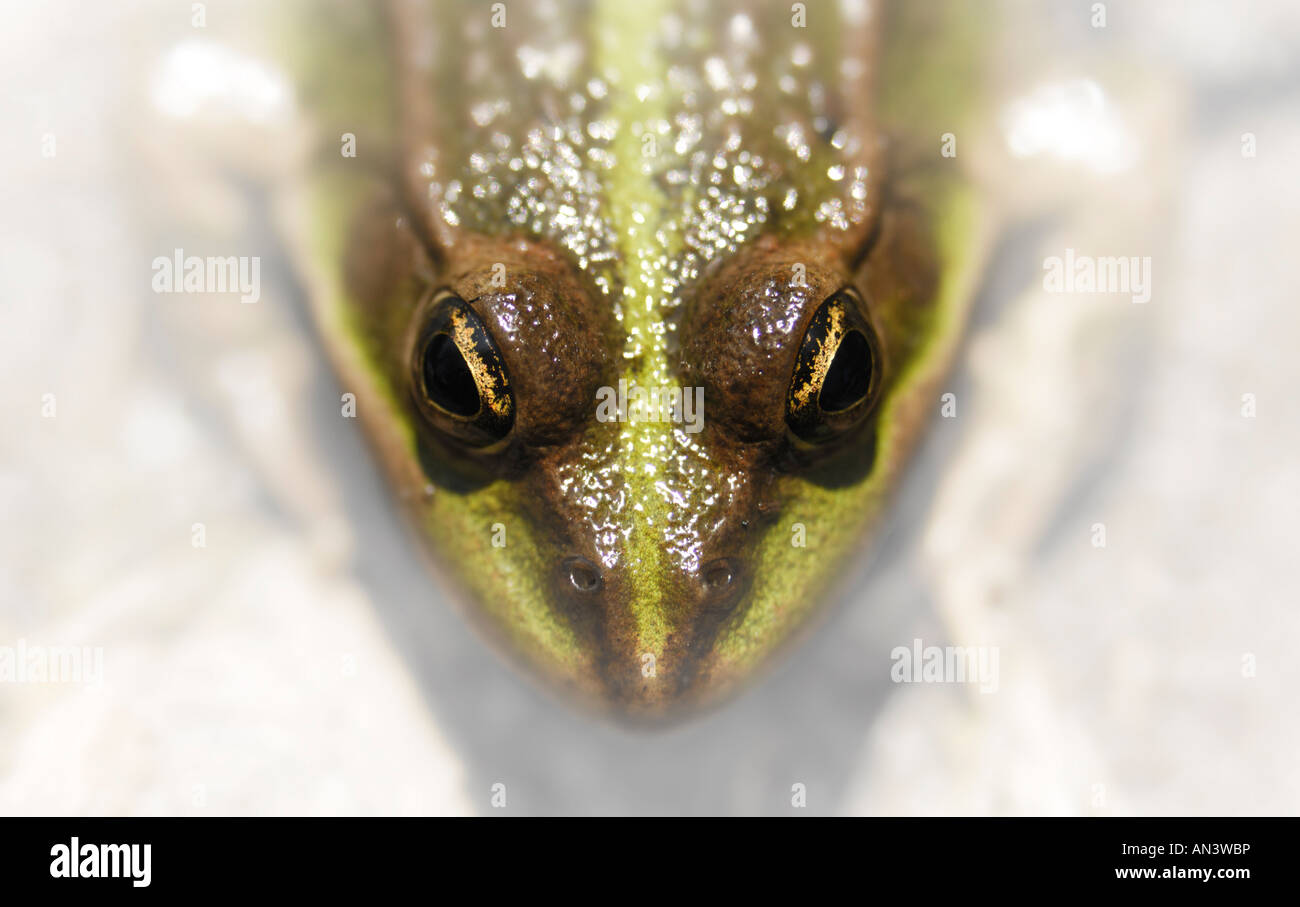 Frog Close up of eyes Stock Photo - Alamy