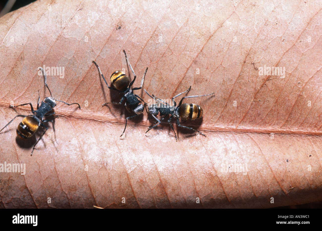 Golden spiny ants in Kakadu National Park Stock Photo - Alamy