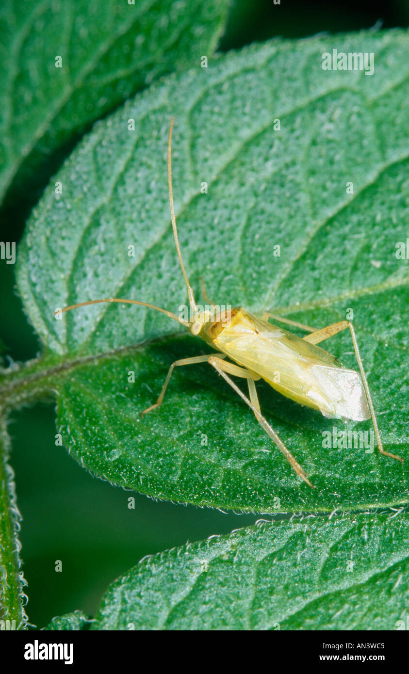 Green mirid bug Stock Photo - Alamy