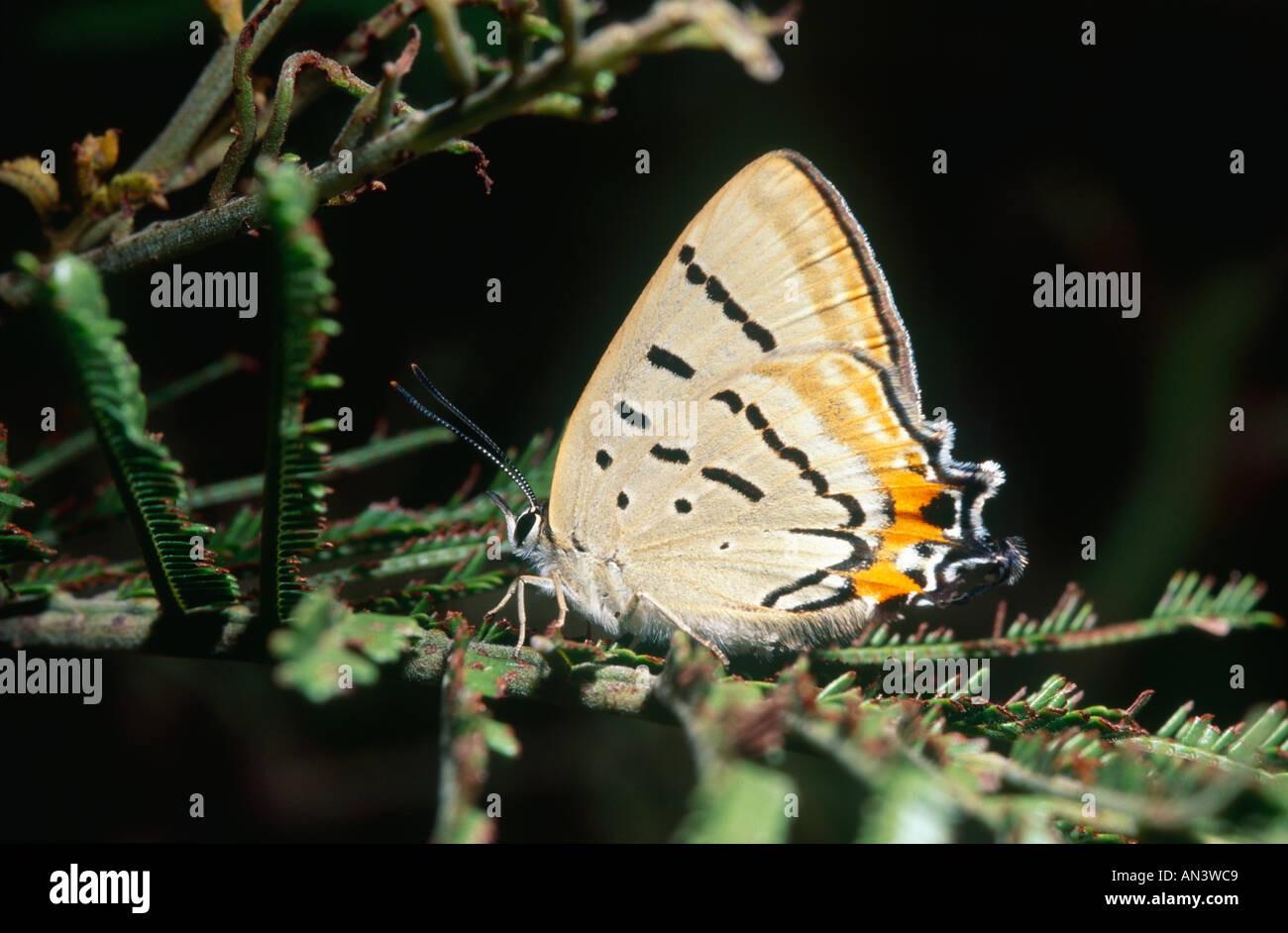 Imperial blue butterfly on the black wattle Stock Photo - Alamy
