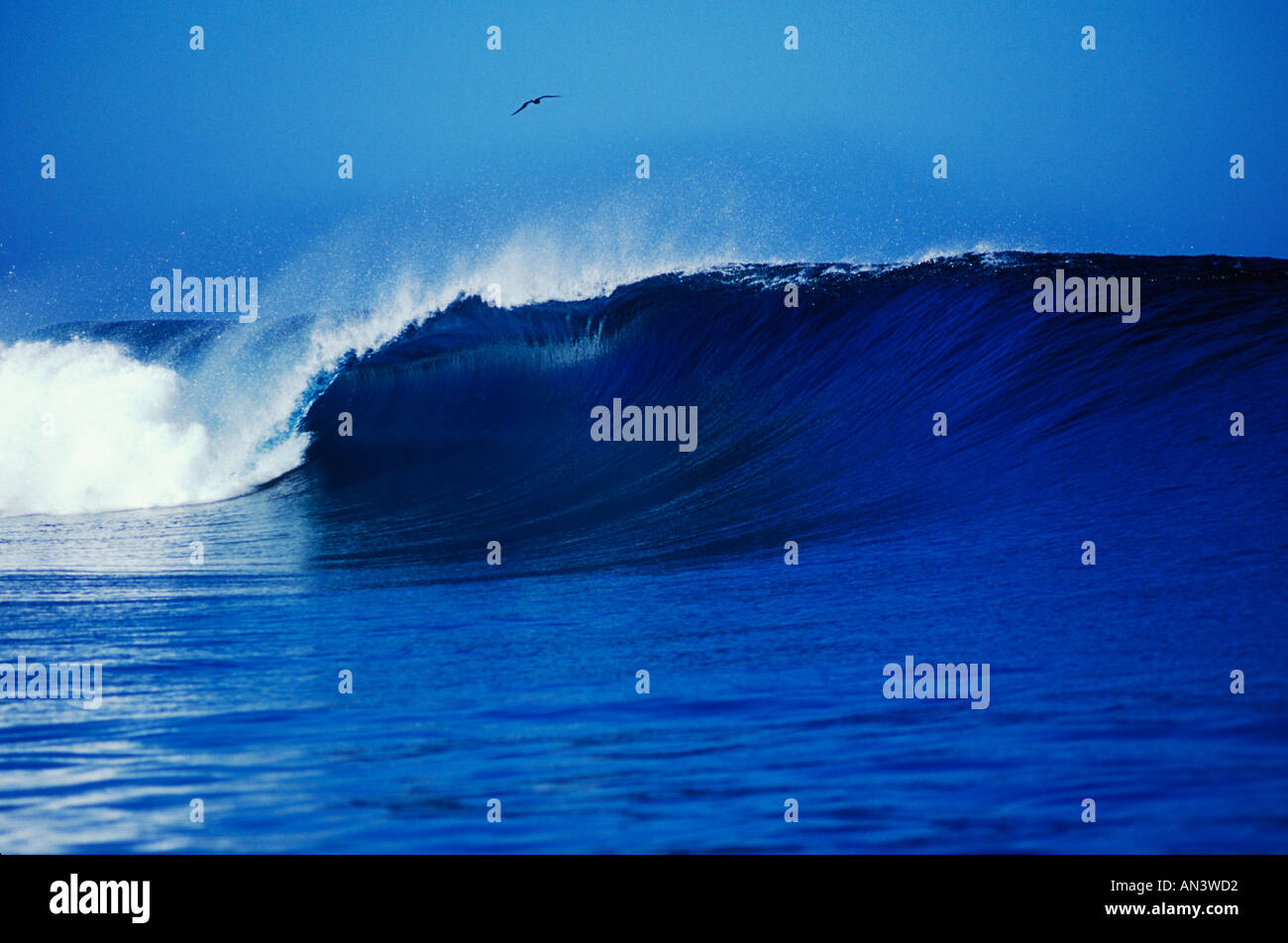 Teahupoo wave, french polynesia hi-res stock photography and images - Alamy