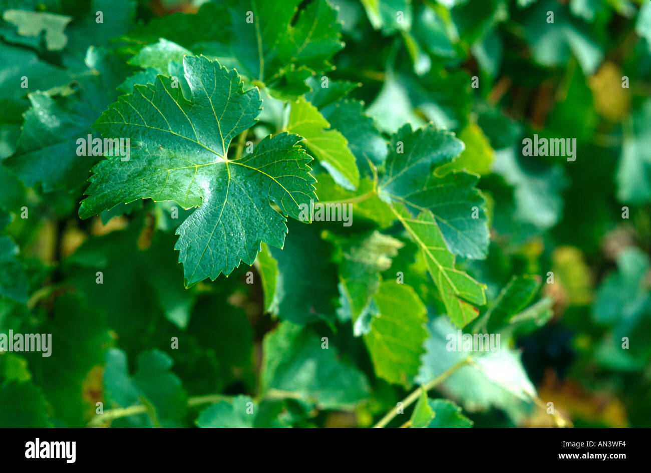Green leaf leaves grapevine hi-res stock photography and images - Alamy