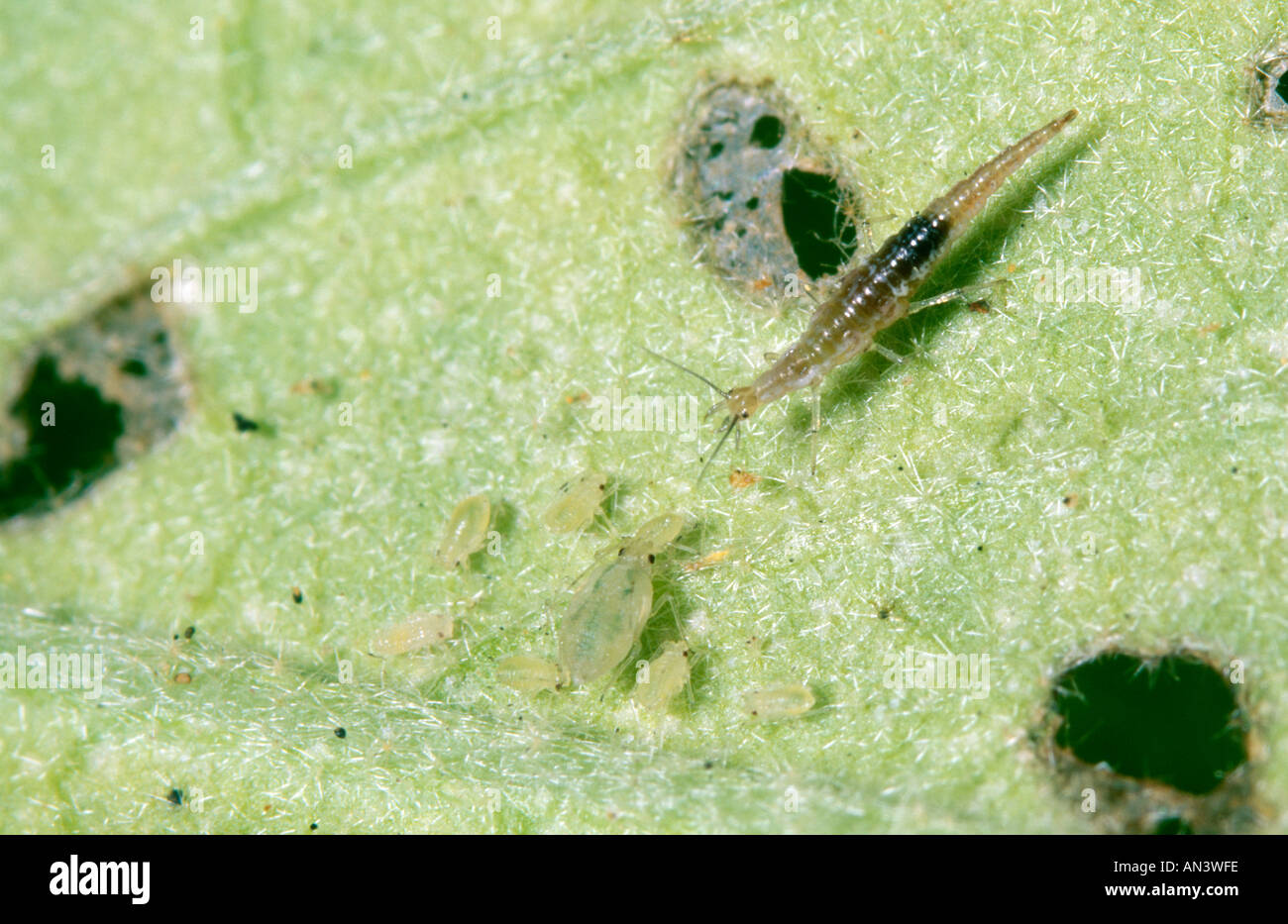 Brown lacewing larva attacking aphids Stock Photo - Alamy