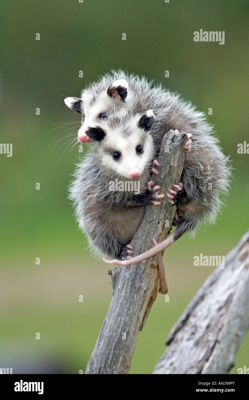 Possum playing dead hi-res stock photography and images - Alamy