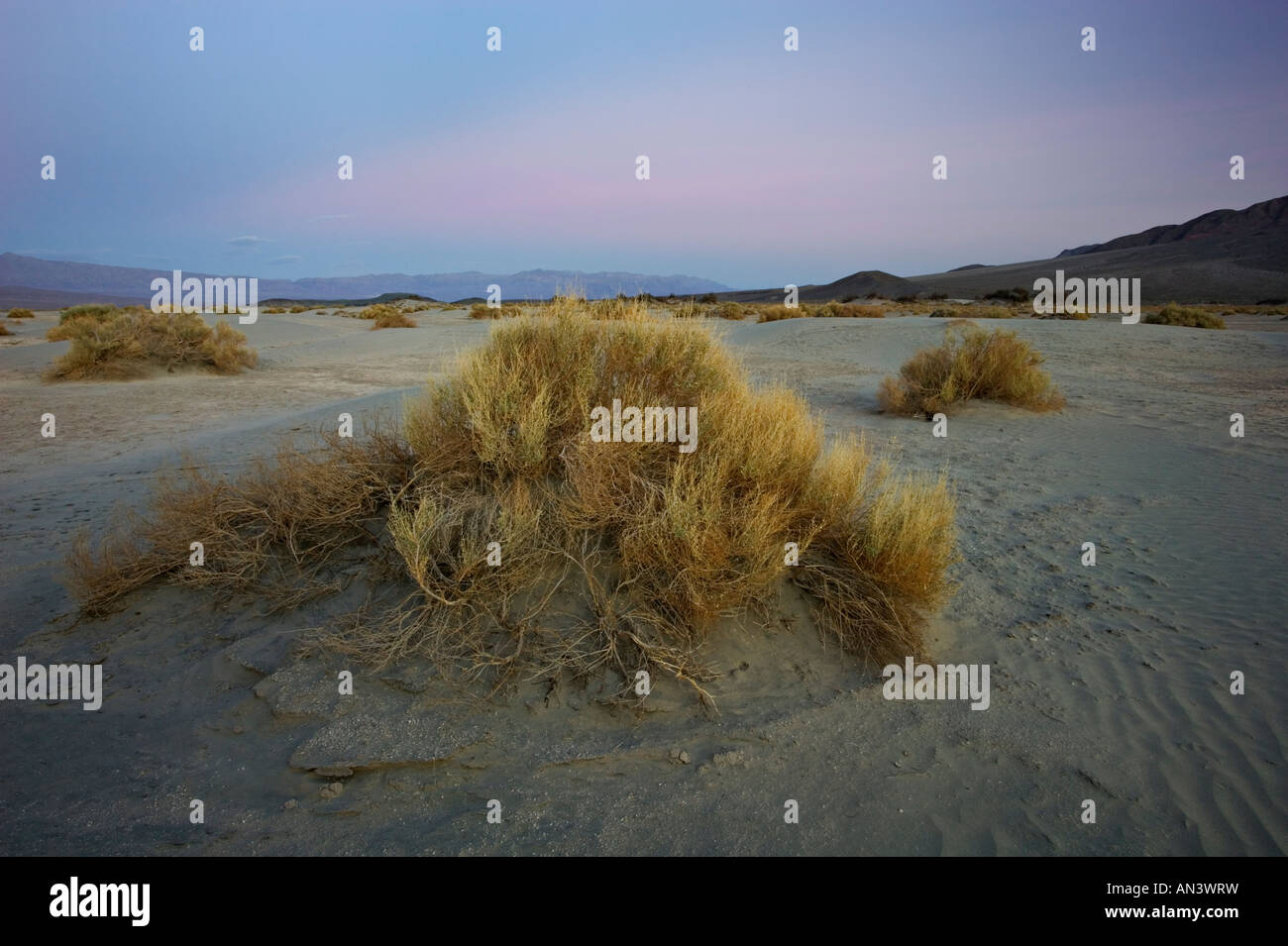 Death Valley National park devils corn field Stock Photo - Alamy