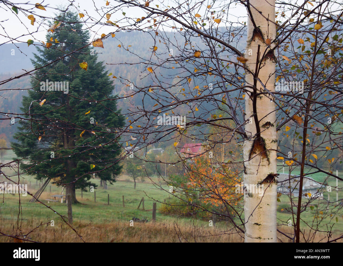 Morning dew on berch tree twig and mountain pasture behind Stock Photo ...