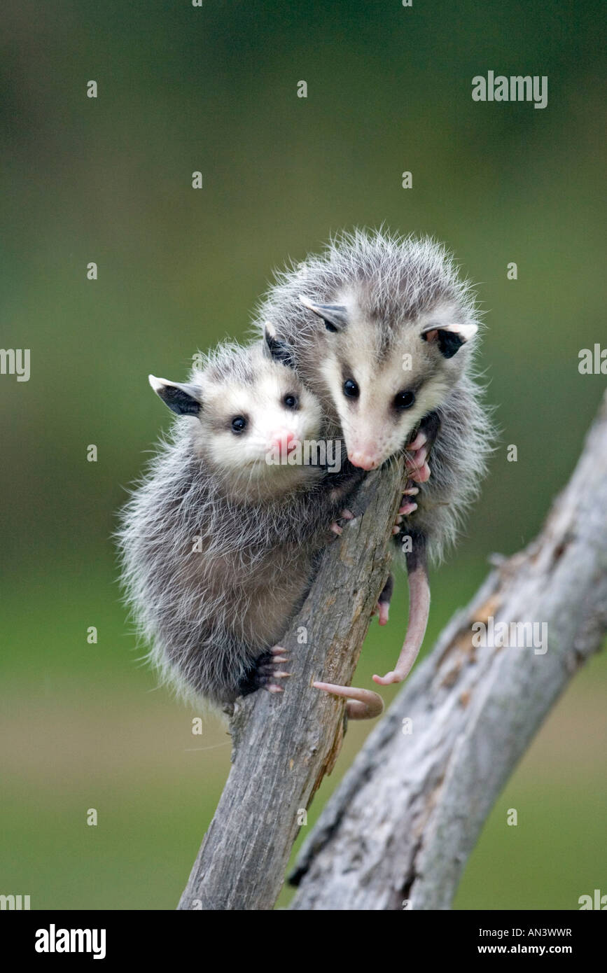 Virginia Opossum Didelphis virginiana Sandstone Minnesota United States ...