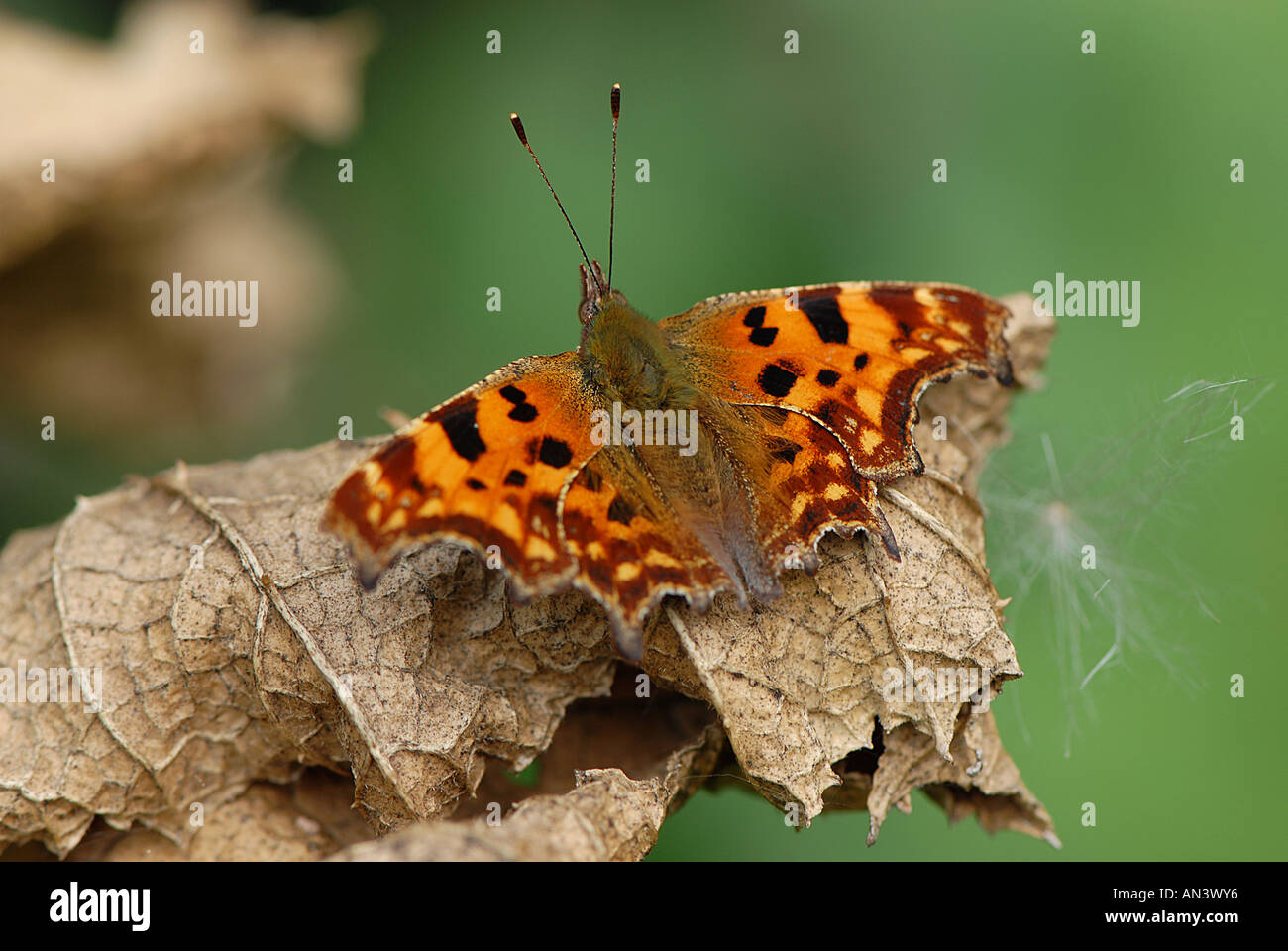 Comma top view hi-res stock photography and images - Alamy