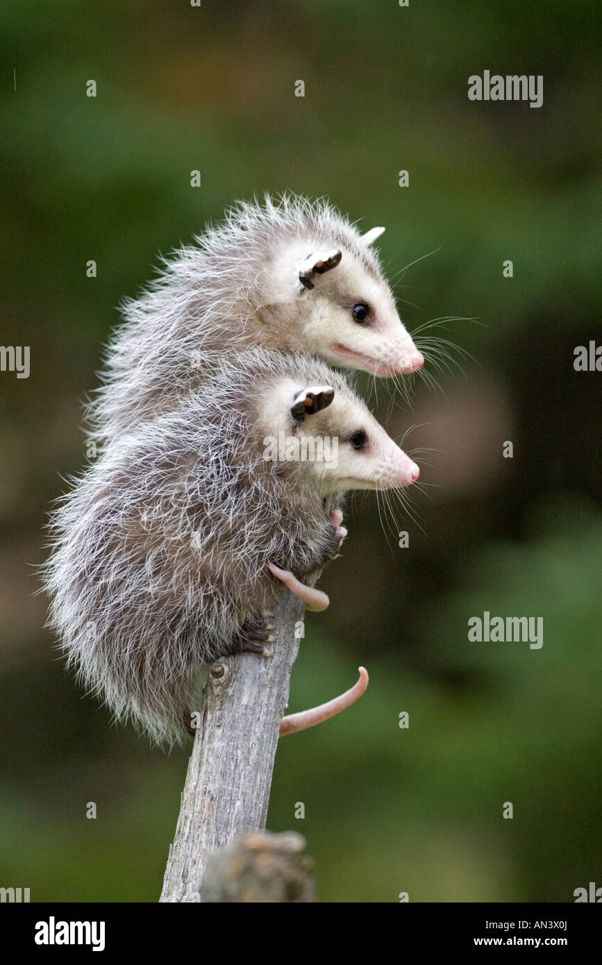 Virginia Opossum Didelphis virginiana Sandstone Minnesota United States ...