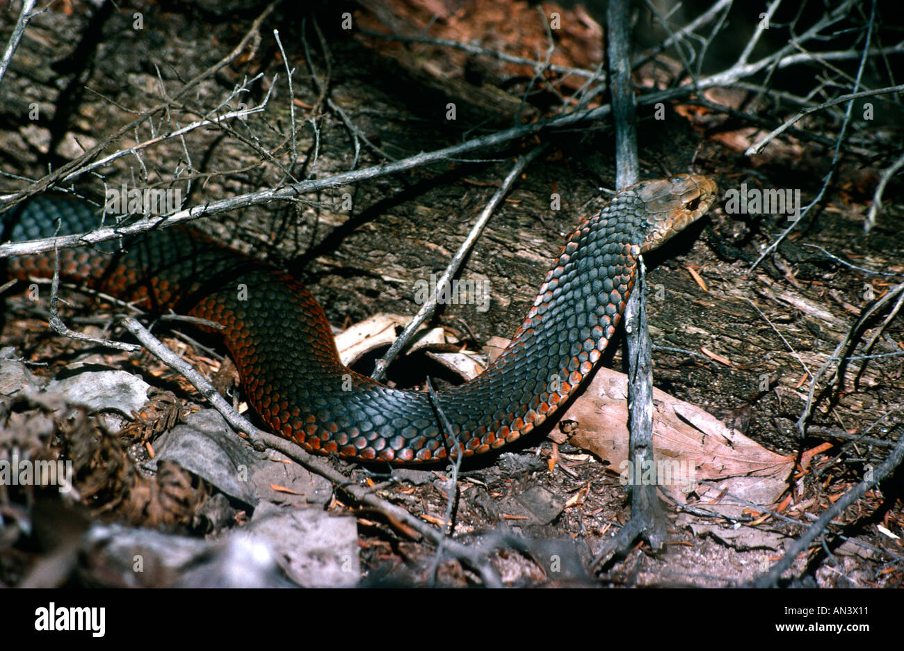 Australian copperhead snake Stock Photo - Alamy