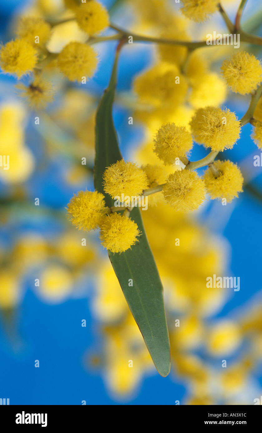 Australian macro wildflower native yellow blooms hi-res stock ...