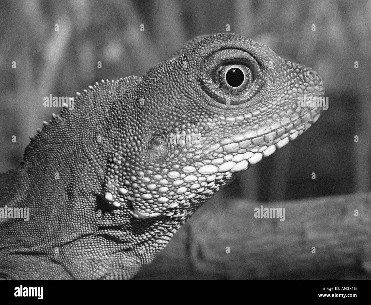 Close head shot of Green Lizard in pet shop Stock Photo - Alamy