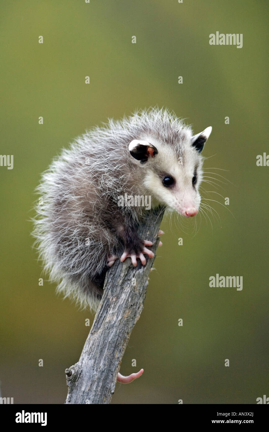 Virginia Opossum Didelphis virginiana Sandstone Minnesota United States ...