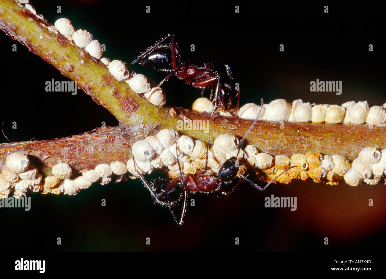 Scale ants hi-res stock photography and images - Alamy