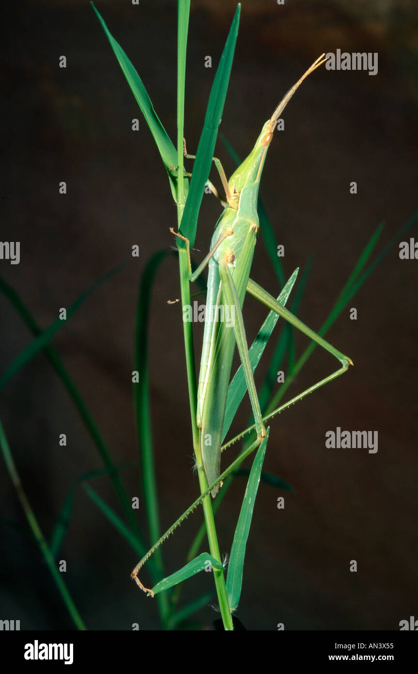 Australian giant green slant faced grasshopper Stock Photo - Alamy