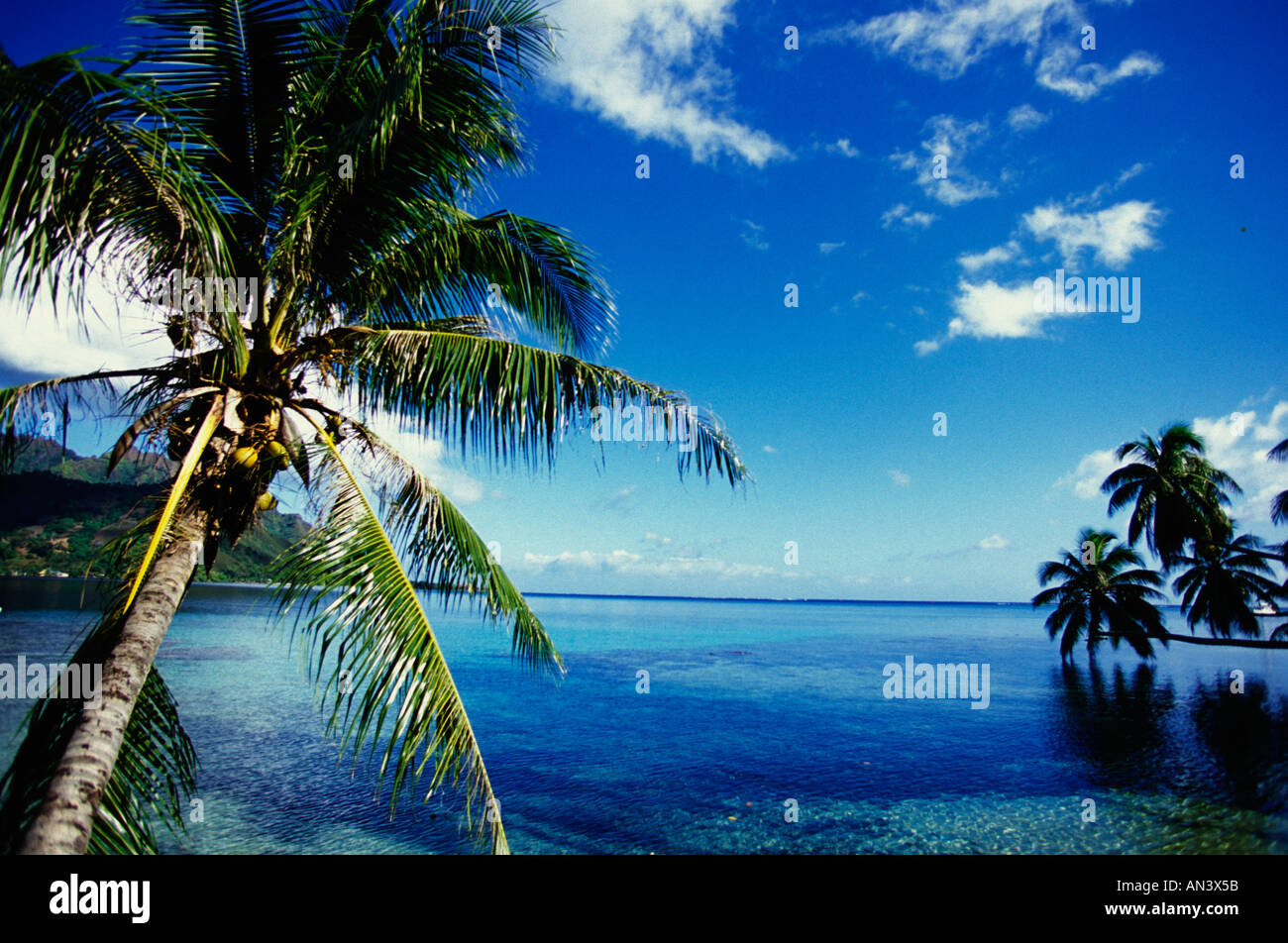 Coconut trees along coast Moorea French Polynesia Stock Photo - Alamy