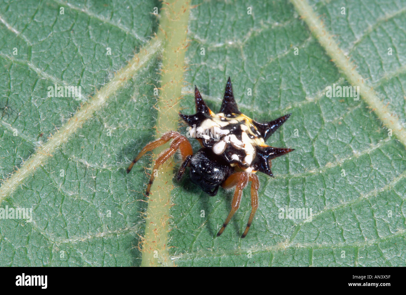 Jewel spider hi-res stock photography and images - Alamy