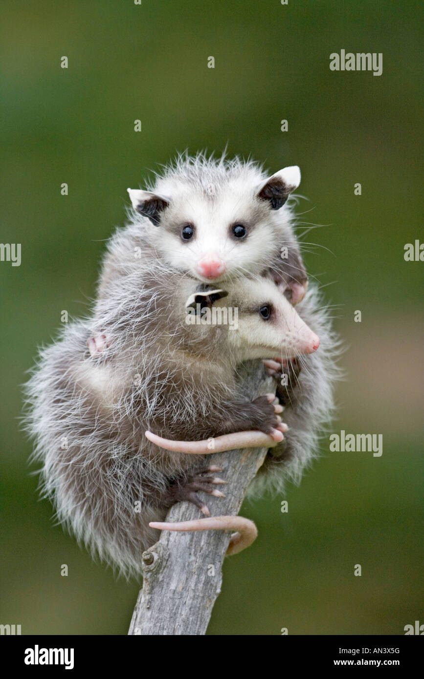 Opossum pouch hi-res stock photography and images - Alamy