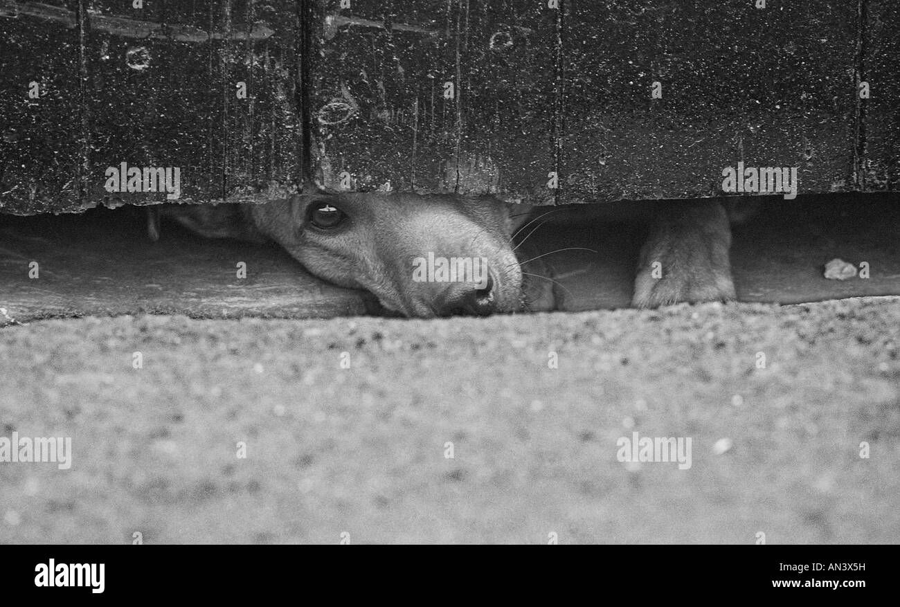 Funny glance Black and White Stock Photos & Images - Alamy