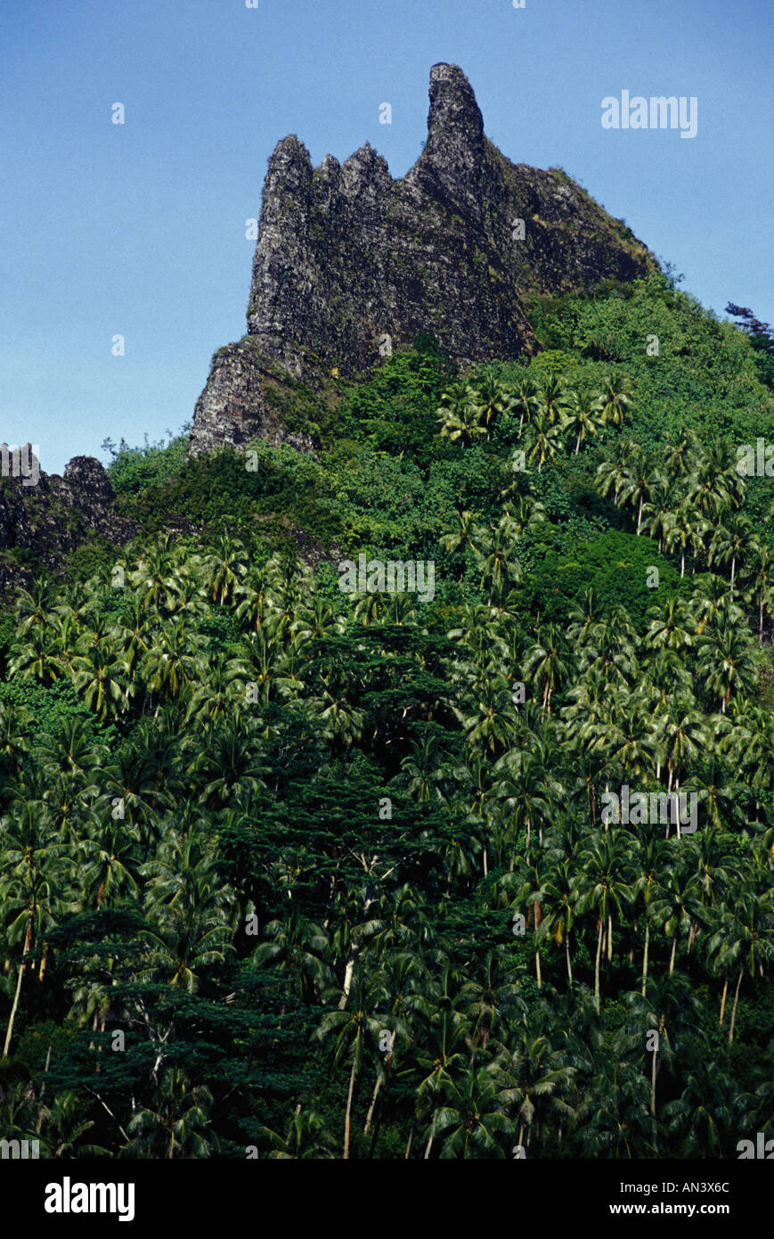 Palm tree covered hillside Moorea French Polynesia Stock Photo - Alamy