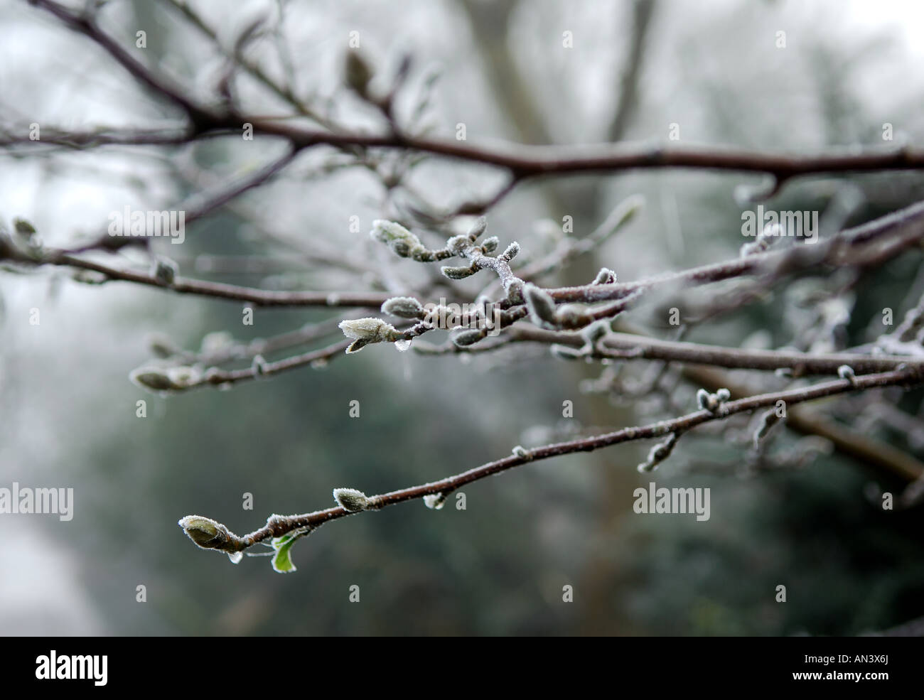 frosty branch in winter Stock Photo - Alamy