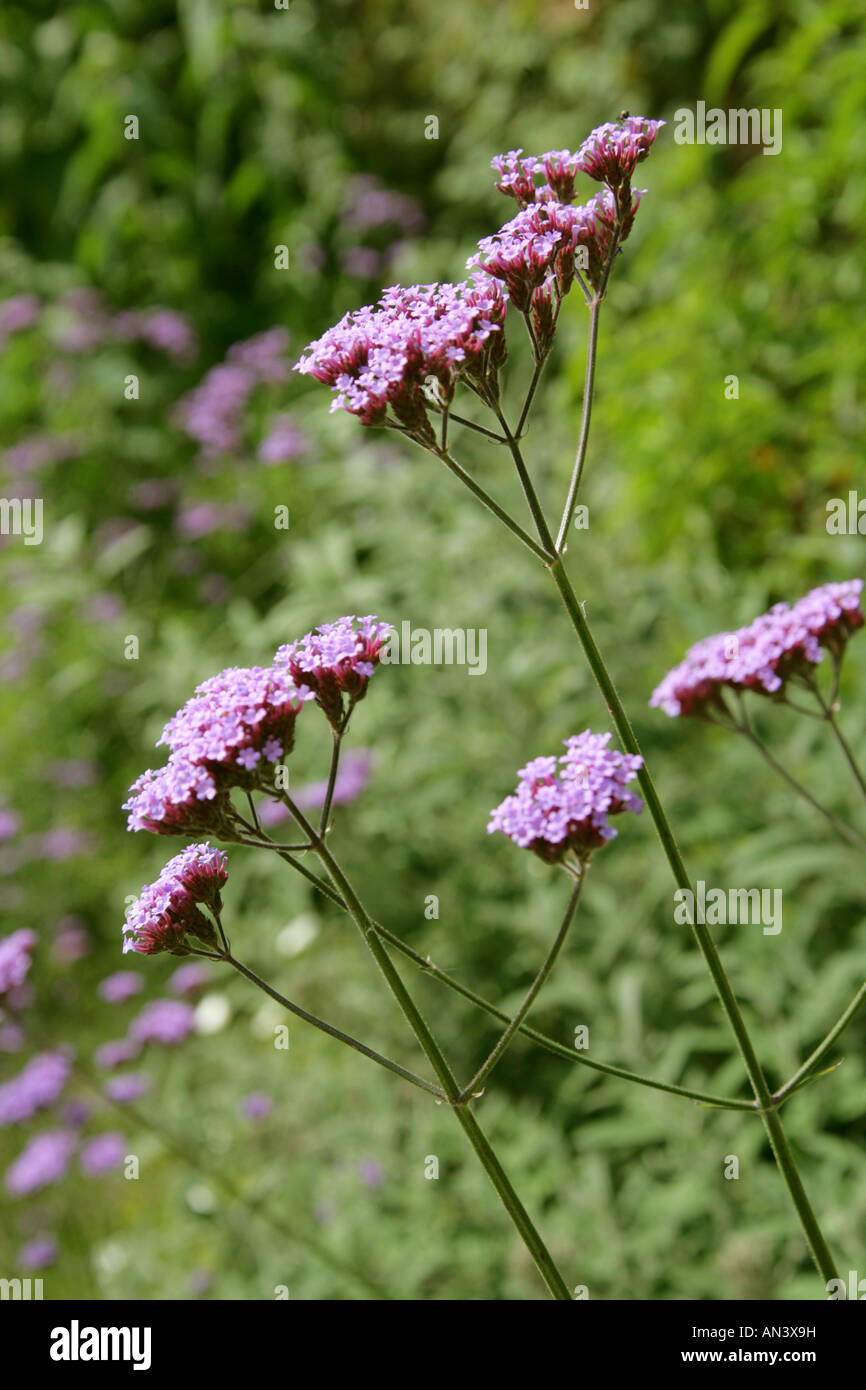 Purpletop vervain verbena bonariensis hi-res stock photography and images - Alamy
