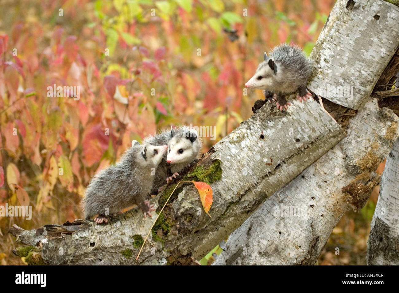 Virginia Opossum Didelphis virginiana Sandstone Minnesota United States ...