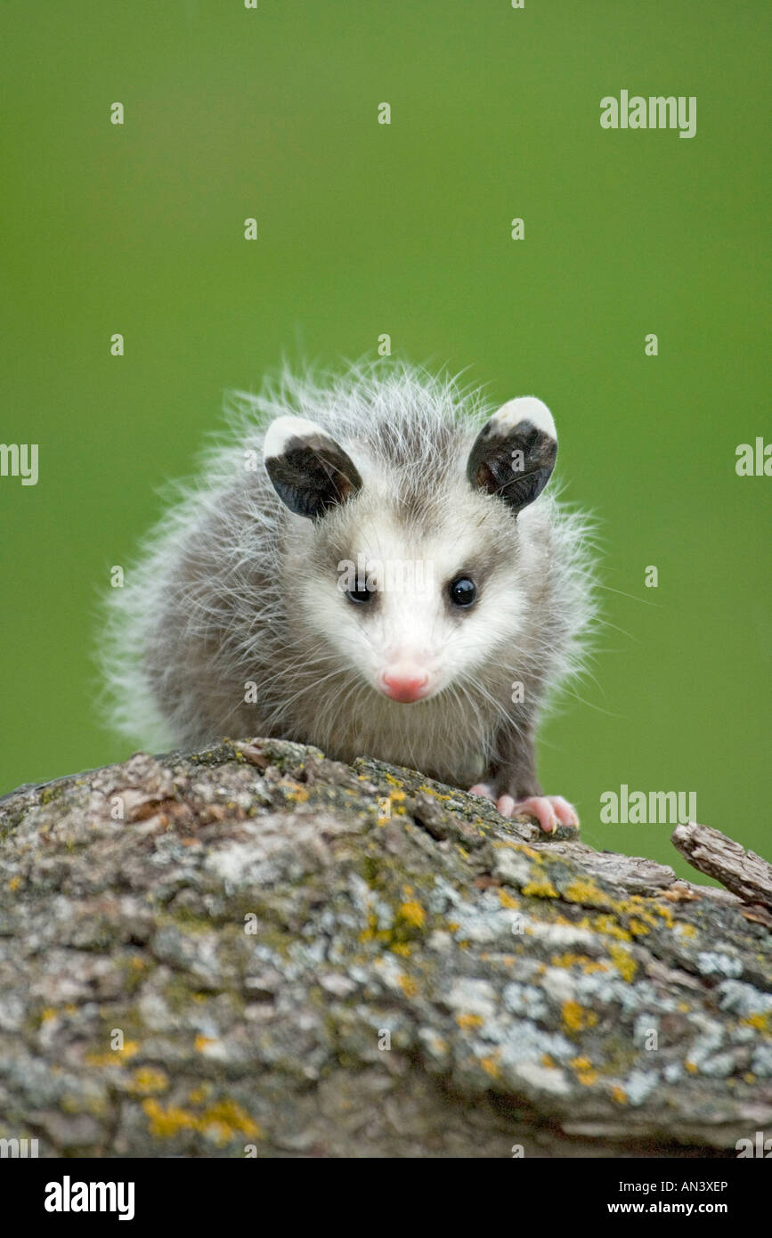 Baby Possum In Pouch