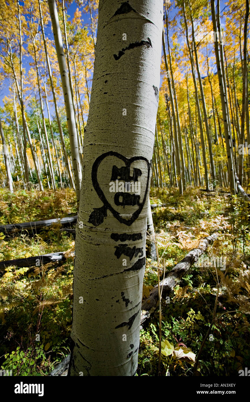 Aspens colors hi-res stock photography and images - Alamy
