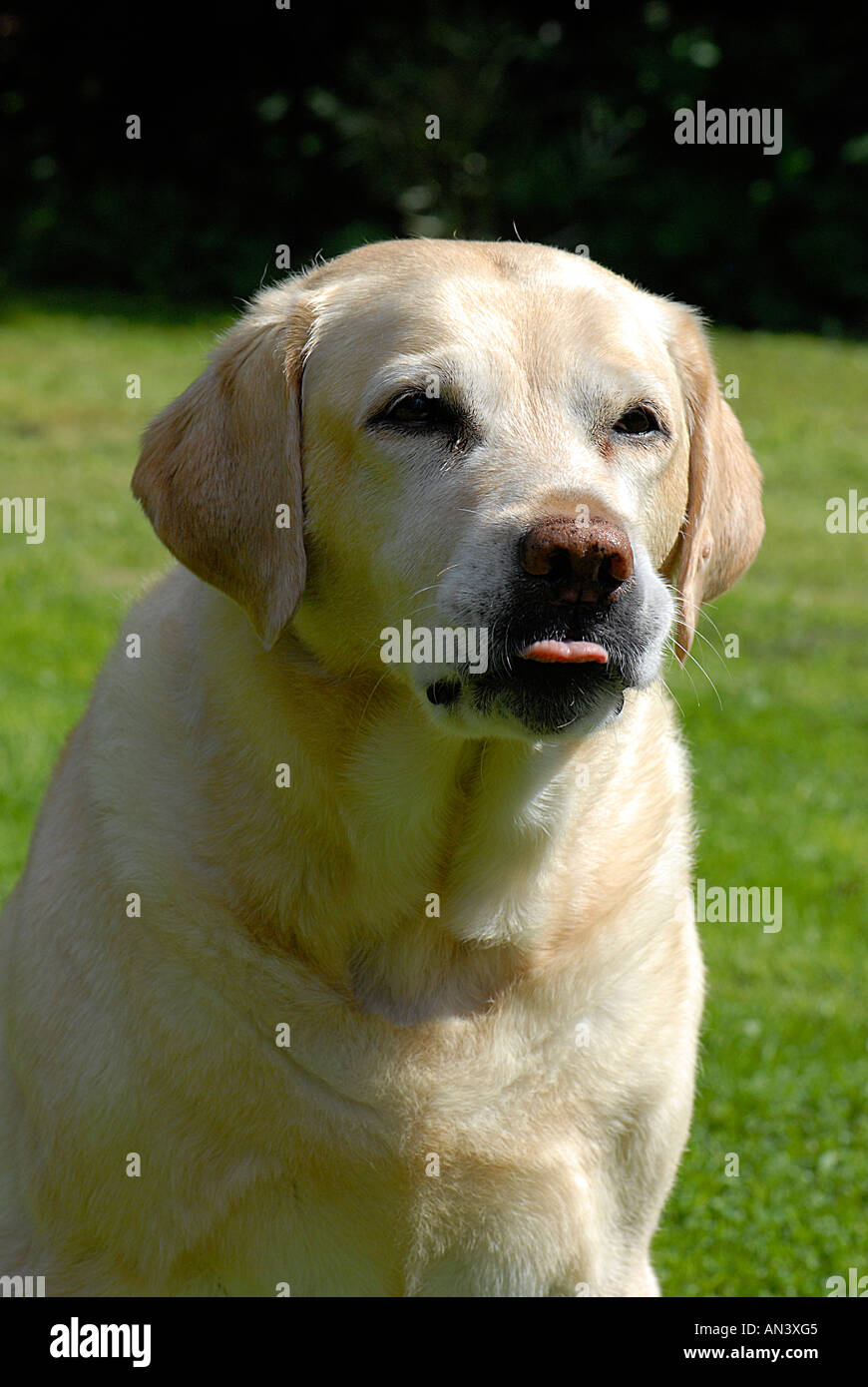 Golden labrador retriever with tongue out Stock Photo - Alamy