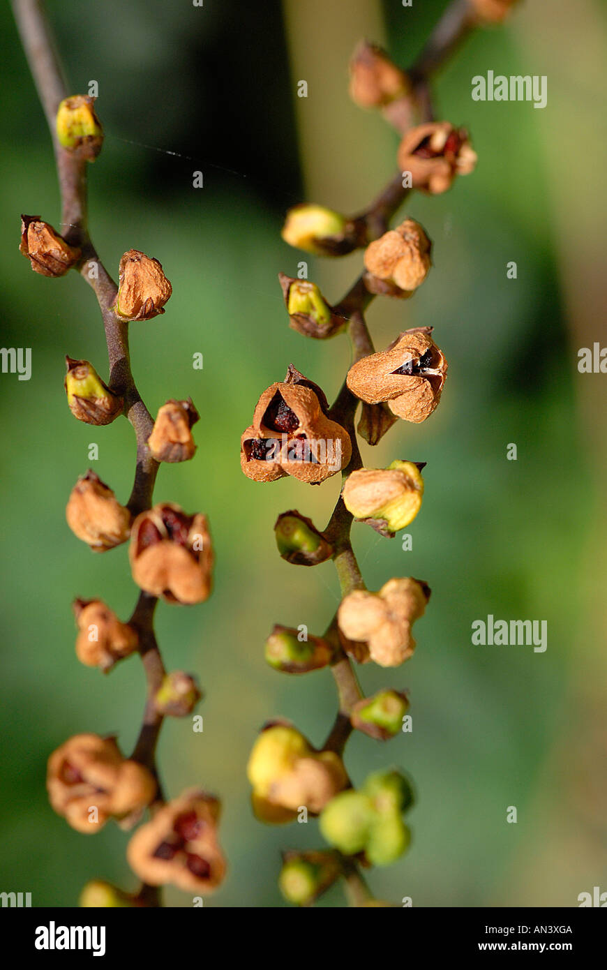 Crocosmia seeds hi-res stock photography and images - Alamy
