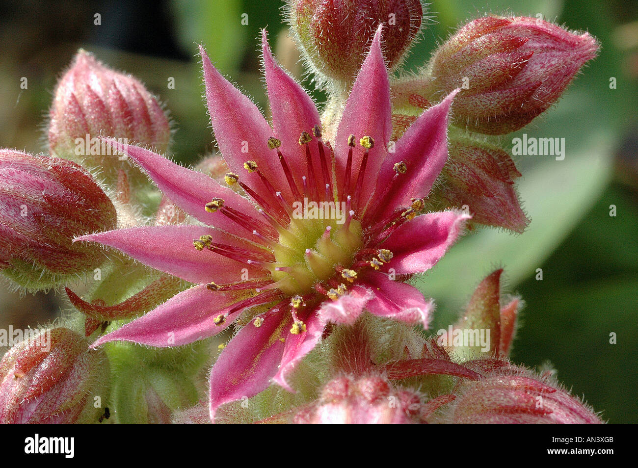 Garden horizontal houseleek hi-res stock photography and images - Alamy