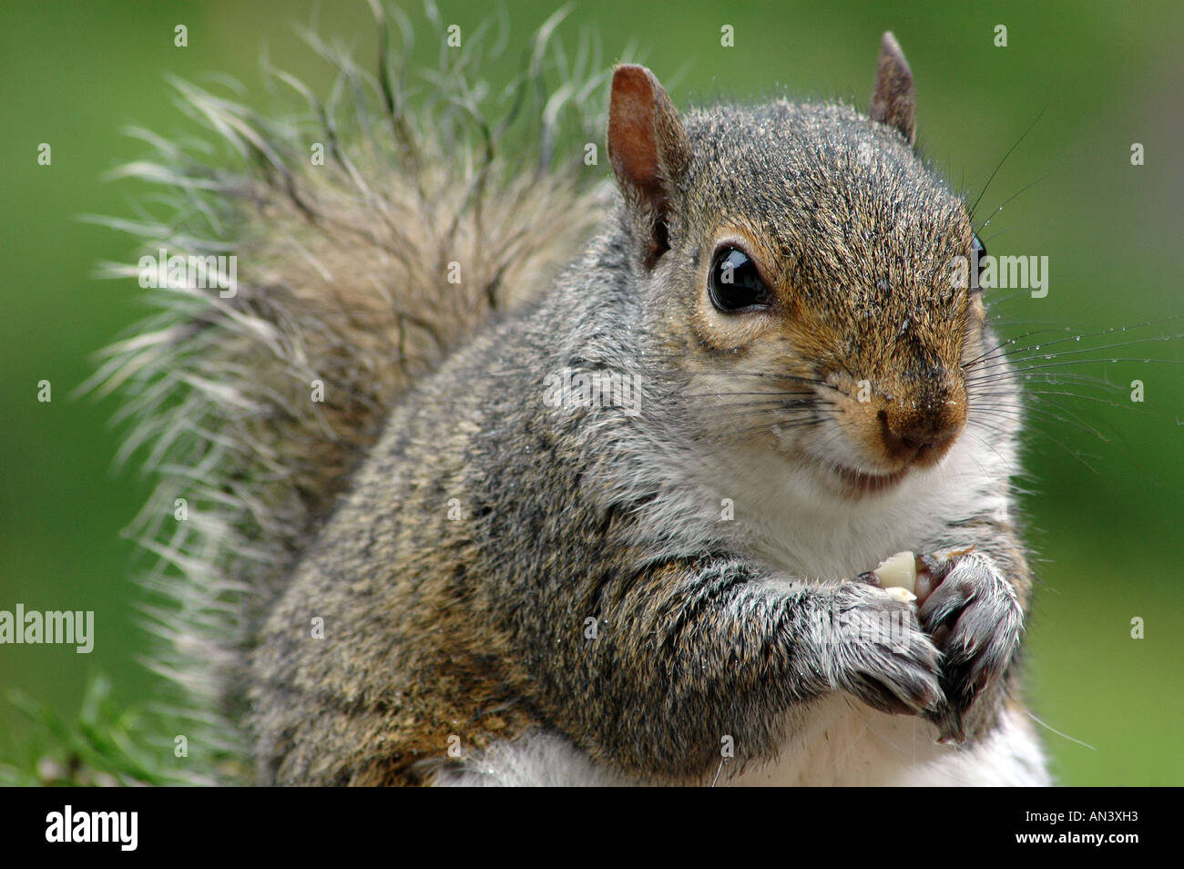 Forward facing squirrel hi-res stock photography and images - Alamy
