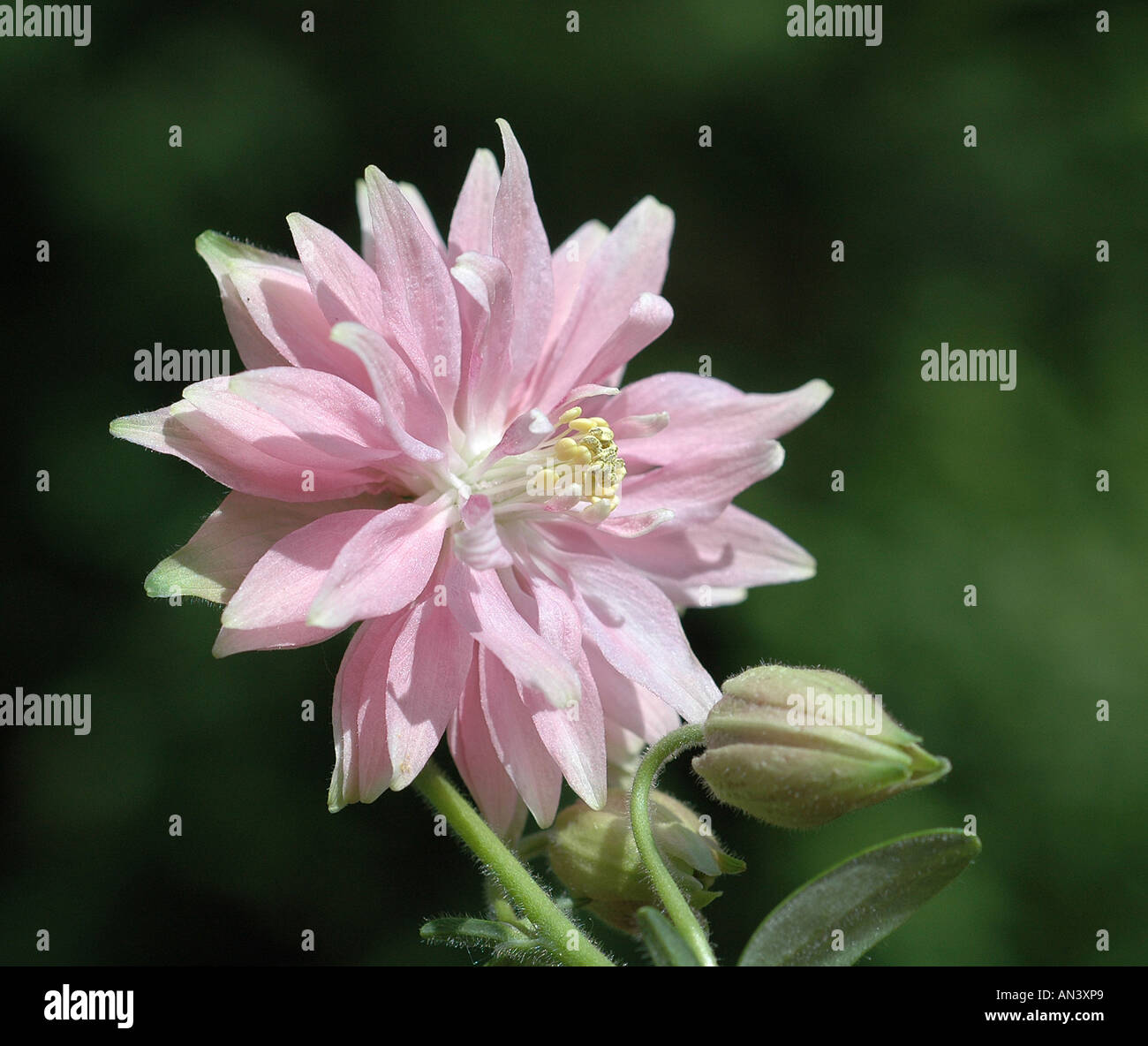 Columbine seeds hi-res stock photography and images - Alamy